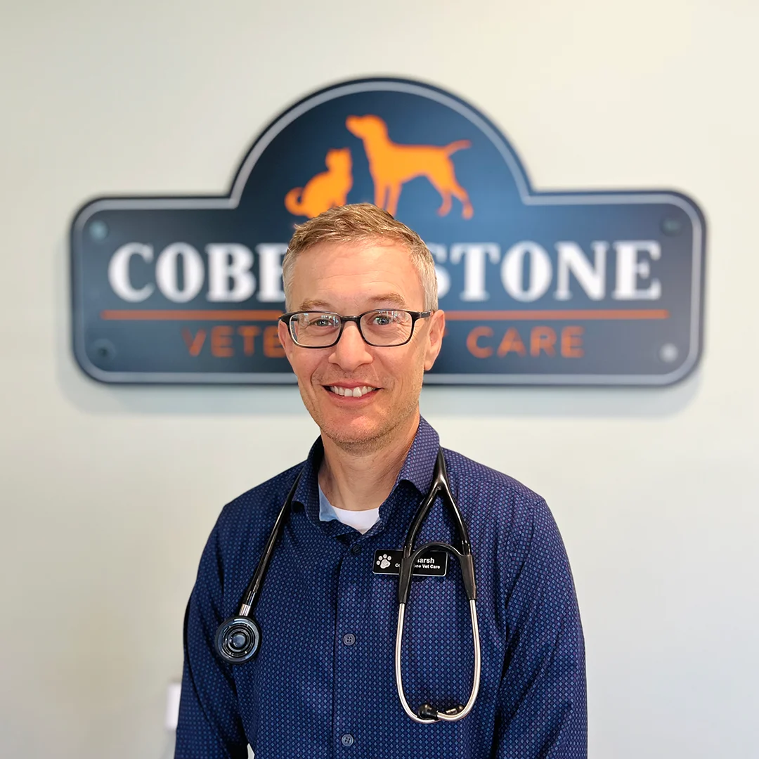 Veterinarians In Tempe, AZ | Cobblestone Veterinary Care